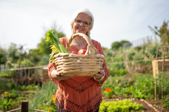 Créez un Jardin Potager DIY : Étapes pour Cultiver Vos Propres Légumes ...